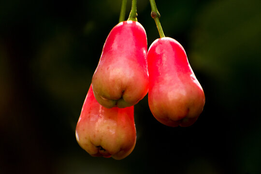 รูปภาพChambakka – เลือกดูภาพถ่ายสต็อก เวกเตอร์ และวิดีโอ2,370 | Adobe Stock