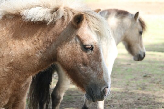 Crin 이미지 – 찾아보기 11,599 스톡 사진, 벡터 및 비디오 | Adobe Stock