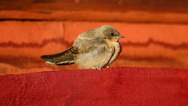 Fledgling bilder – Bläddra bland 25,963 stockfoton, vektorer och videor ...