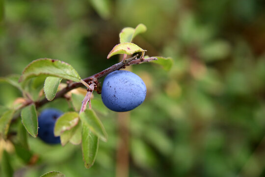 「Wildbeeren」の画像 - 599 件の Stock 写真、ベクターおよびビデオ | Adobe Stock