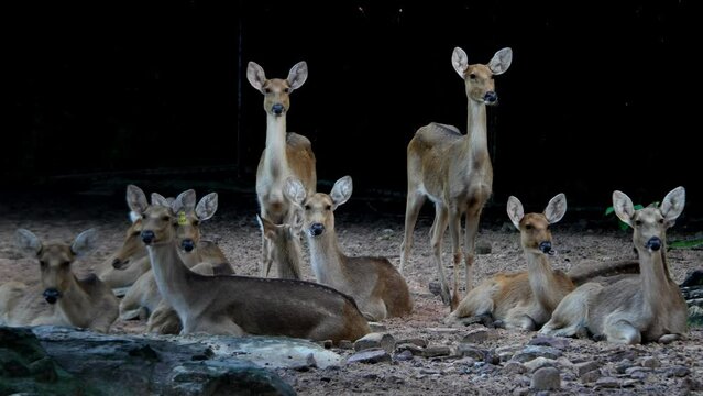 Barasingha Images – Browse 764 Stock Photos, Vectors, and Video | Adobe ...