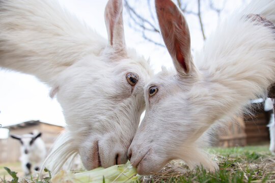 Two Goats In Love
