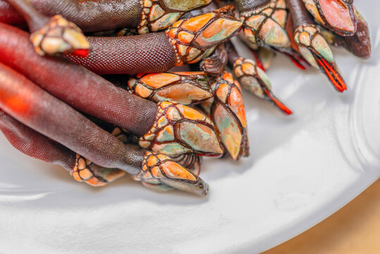 "Pollicipes Pollicipes" Bilder – Durchsuchen 405 Archivfotos ...