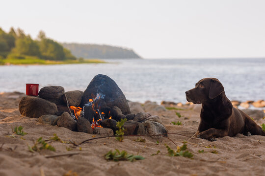 Campfire Dog Images – Browse 4,153 Stock Photos, Vectors, and Video ...