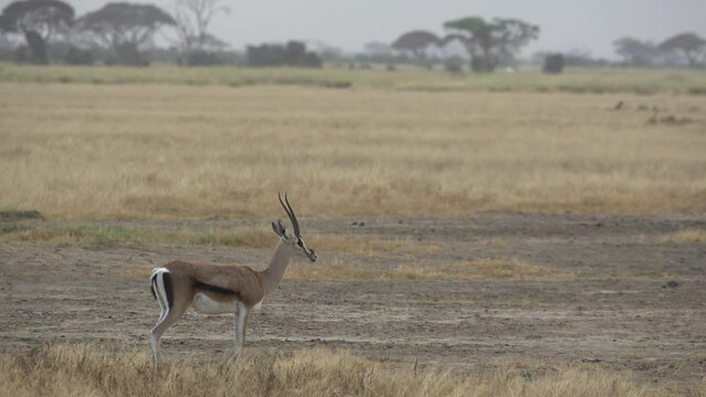 "Grant's Gazelle" Images – Browse 923 Stock Photos, Vectors, and Video ...