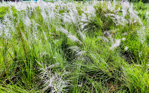 Kashful Images – Browse 412 Stock Photos, Vectors, and Video | Adobe Stock