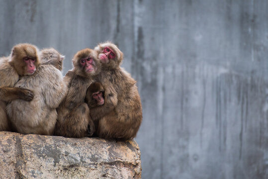 Japanmakak Bilder – Durchsuchen 47,949 Archivfotos, Vektorgrafiken und ...