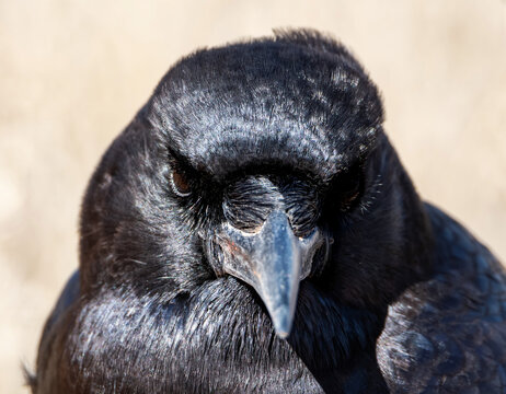 "Cape Crow" Images – Browse 119 Stock Photos, Vectors, and Video ...