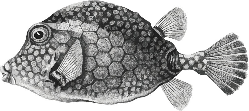 「Trunkfish」の画像 - 2,283 件の Stock 写真、ベクターおよびビデオ | Adobe Stock