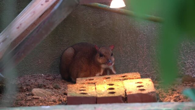 Tragulus Images – Browse 255 Stock Photos, Vectors, and Video | Adobe Stock