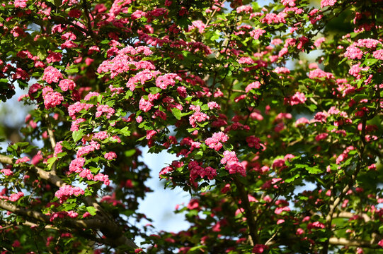 "English Hawthorn" Images – Browse 6,345 Stock Photos, Vectors, and ...