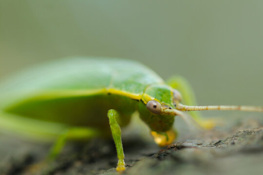 รูปภาพGrylloidea – เลือกดูภาพถ่ายสต็อก เวกเตอร์ และวิดีโอ277 | Adobe Stock