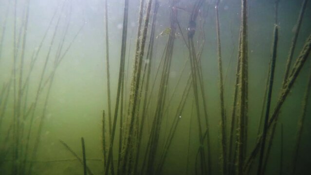 Murky Water Images – Browse 20,298 Stock Photos, Vectors, and Video ...