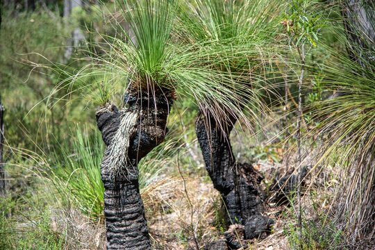 "Grass Tree" Images – Browse 9,759 Stock Photos, Vectors, and Video ...