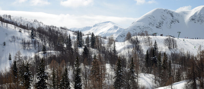 "Alpine Trees" Images – Browse 520 Stock Photos, Vectors, and Video ...