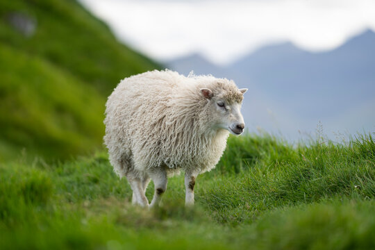「Oveja」の画像 - 3,909 件の Stock 写真、ベクターおよびビデオ | Adobe Stock
