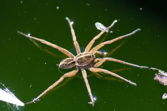 Grass Spider