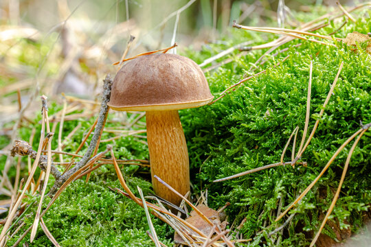 Maronenpilz Bilder – Durchsuchen 3,687 Archivfotos, Vektorgrafiken und ...