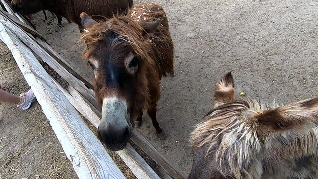 Imágenes de "Donkey Breeding": descubre bancos de fotos, ilustraciones ...