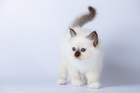 Birmanes Bilder – Durchsuchen 5,587 Archivfotos, Vektorgrafiken und ...