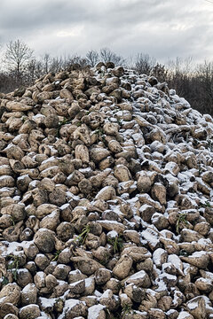 รูปภาพOlericulture – เลือกดูภาพถ่ายสต็อก เวกเตอร์ และวิดีโอ3,083 ...