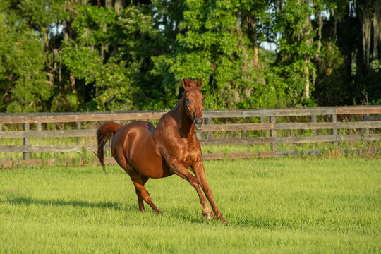 "Horse Galloping" Images – Browse 2,318 Stock Photos, Vectors, and ...