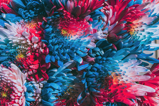 Pseudanthium Images – Browse 654,691 Stock Photos, Vectors, and Video ...