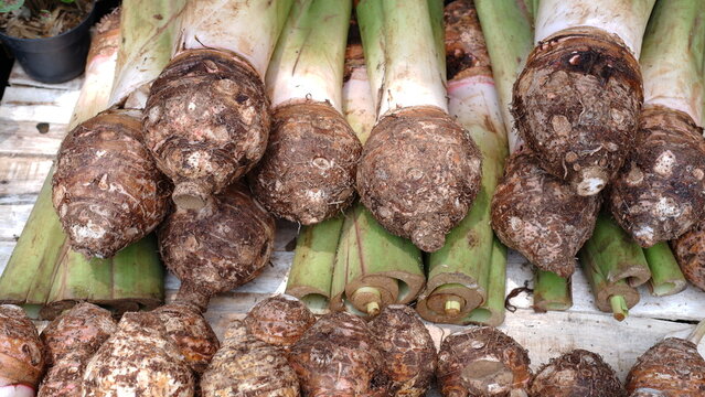 Taro Plant Corm