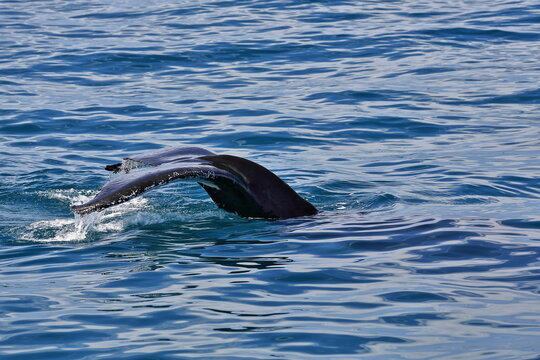 Furchenwale Bilder – Durchsuchen 1,672 Archivfotos, Vektorgrafiken und ...
