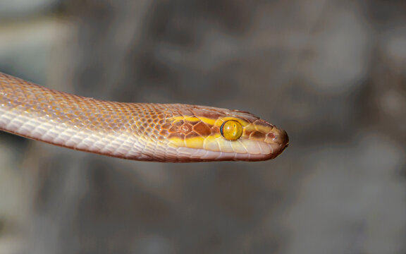 รูปภาพBug-Eyes – เลือกดูภาพถ่ายสต็อก เวกเตอร์ และวิดีโอ807 | Adobe Stock