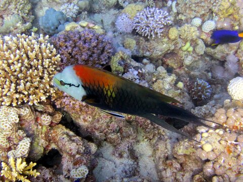 "Jaw Fish" Images – Browse 53 Stock Photos, Vectors, and Video | Adobe ...