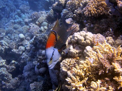 "Jaw Fish" Images – Browse 53 Stock Photos, Vectors, and Video | Adobe ...