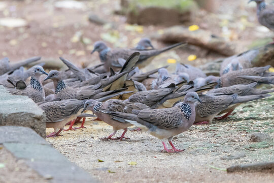 "Spotted Dove" Bilder – Durchsuchen 1,739 Archivfotos, Vektorgrafiken ...