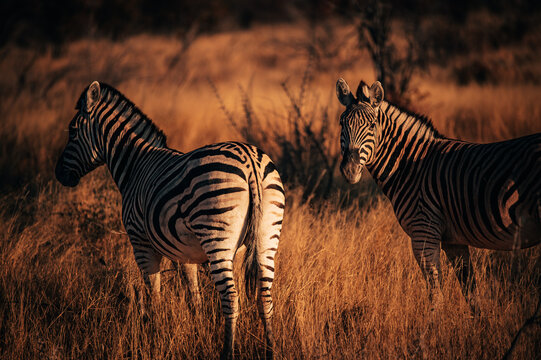 รูปภาพSteppenzebra – เลือกดูภาพถ่ายสต็อก เวกเตอร์ และวิดีโอ3,193 ...