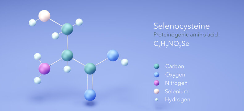 Selenocystein bilder – Bläddra bland 74 stockfoton, vektorer och videor ...