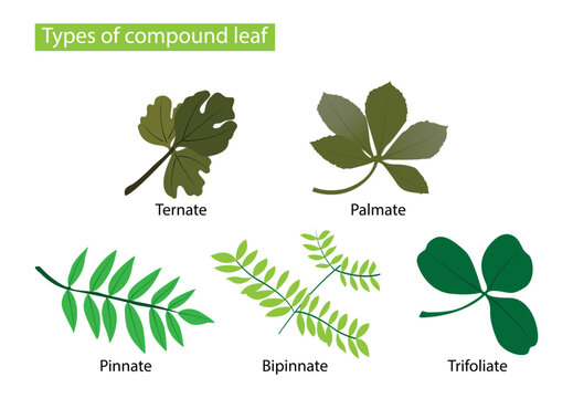Types Of Compound Leaves Types Of Compound Leaves