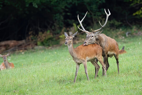 Coïter Images – Parcourir 4,996 le catalogue de photos, vecteurs et ...