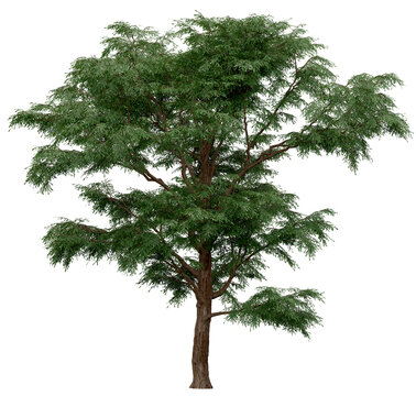 Ahuehuete Bilder – Durchsuchen 239 Archivfotos, Vektorgrafiken und ...