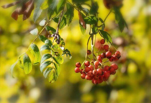 Vogelbeere bilder – Bläddra bland 1,505 stockfoton, vektorer och videor ...