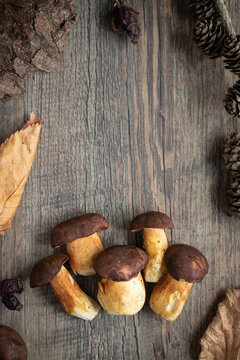 Maronenpilz Bilder – Durchsuchen 3,539 Archivfotos, Vektorgrafiken und ...