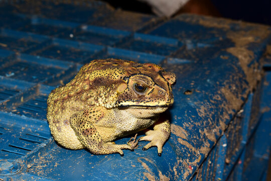 รูปภาพSalientia – เลือกดูภาพถ่ายสต็อก เวกเตอร์ และวิดีโอ5,348 | Adobe Stock