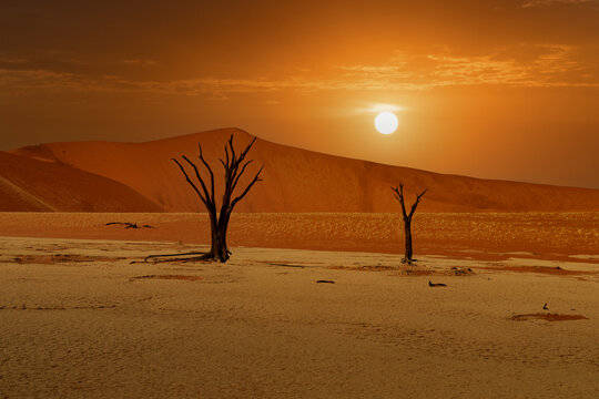 Kameeldoring bilder – Bläddra bland 1,669 stockfoton, vektorer och ...