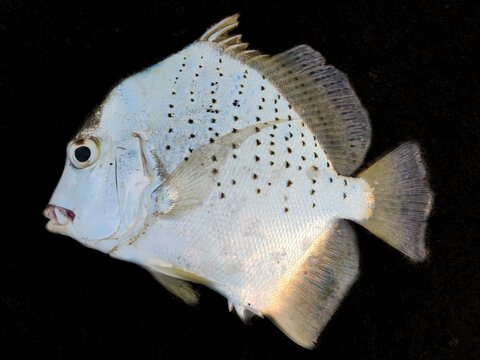 Imad Images – Browse 7 Stock Photos, Vectors, and Video | Adobe Stock