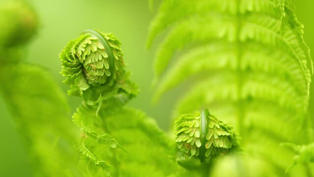 Filicales Images – Parcourir 1,619 le catalogue de photos, vecteurs et ...