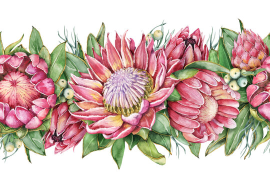 Protea Clipart Bilder – Durchsuchen 726 Archivfotos, Vektorgrafiken und ...