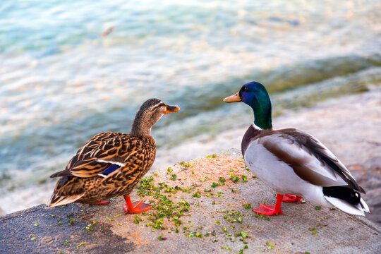 Imágenes de Graznar: descubre bancos de fotos, ilustraciones, vectores ...