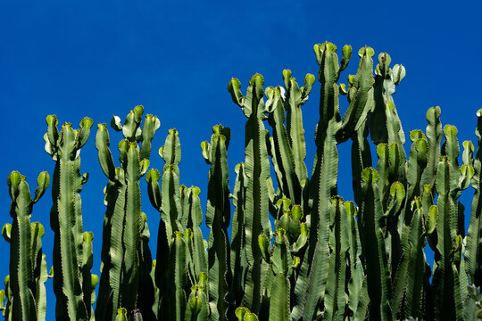 "Cathedral Cactus" Images – Browse 360 Stock Photos, Vectors, and Video ...