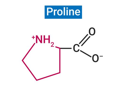 Proline Structure Amino Acid