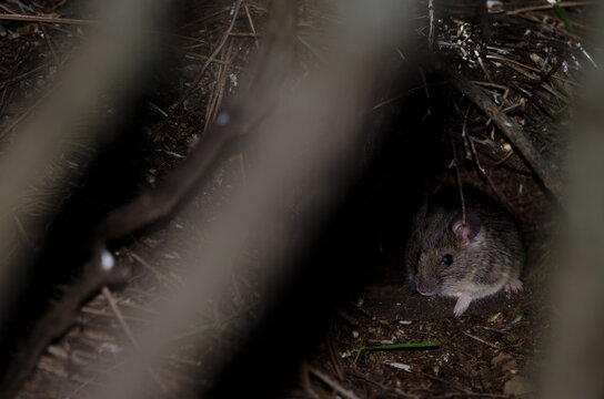 Mus Bilder – Durchsuchen 9,527 Archivfotos, Vektorgrafiken und Videos ...