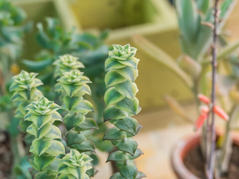 "Crassula Perforata" Images – Browse 99 Stock Photos, Vectors, and ...